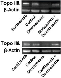 The cardioprotective effect of dexrazoxane (Cardioxane) is consistent ...